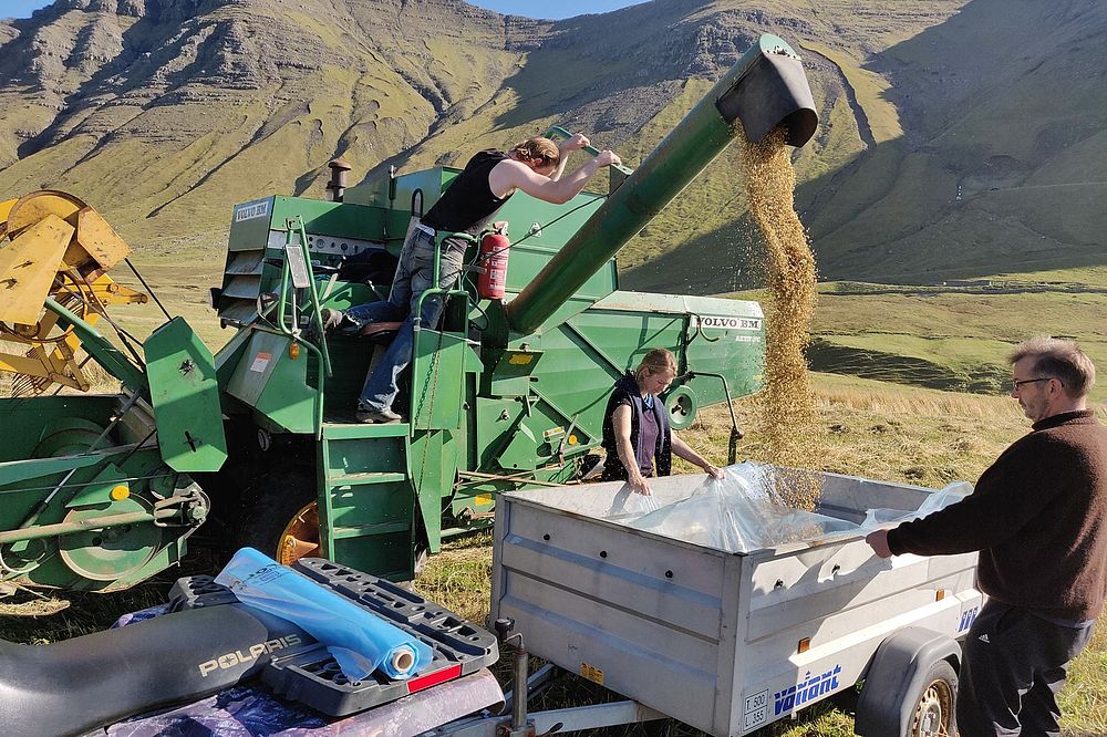 Barley cultivation